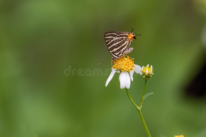 Long-banded Silverline Spindasis Lohita Drinking on Plant Stock Photo ...