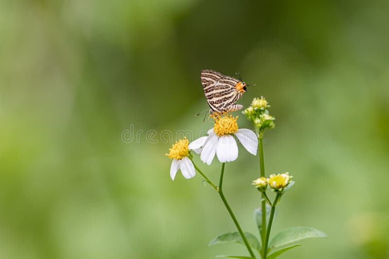 Long-banded Silverline Spindasis Lohita Drinking on Plant Stock Photo ...