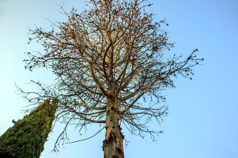 Bare Tree Long Trunk and Branches Stretching To Blue Sky Stock Image ...