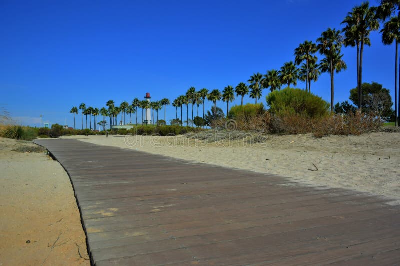 Long Beach Palm Trees stock photo. Image of long, trees - 43061360