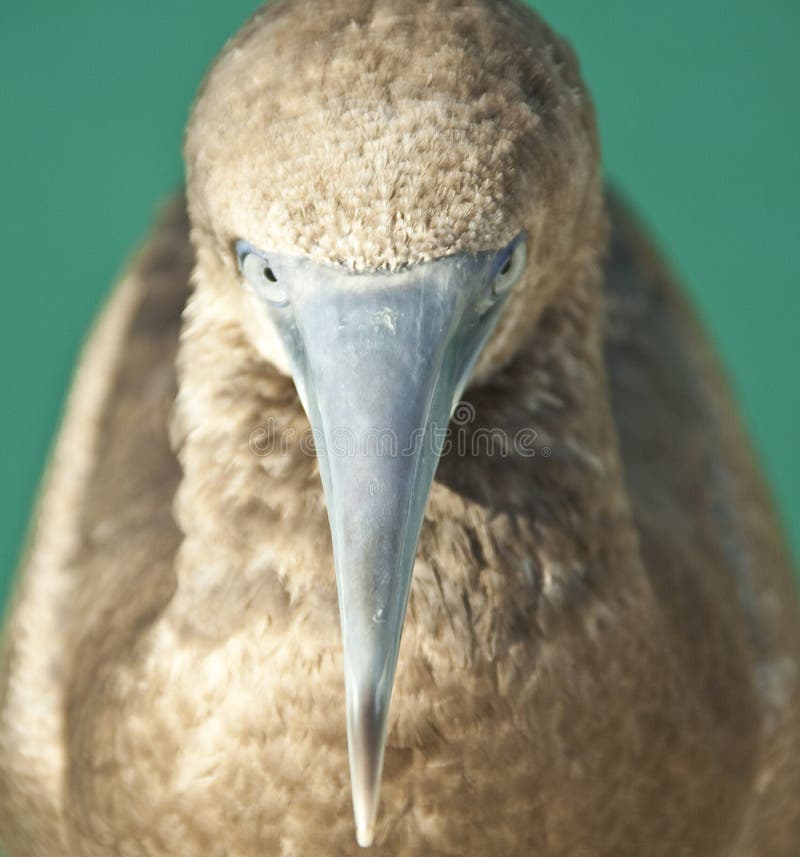 Long beak stock photo. Image of migratory, marine, beak - 12877436