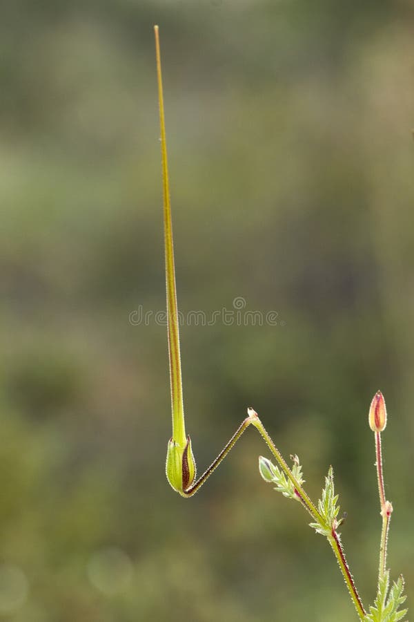 Long-Beaked Storksbill (Erodium Botrys) Stock Afbeelding - Image of ...