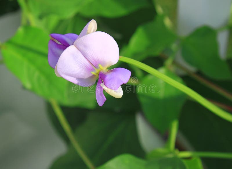 Bean Flower stock image. Image of flowers, blossoming - 25946875