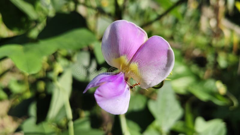 Long bean flower stock photo. Image of flower, garden - 382790742