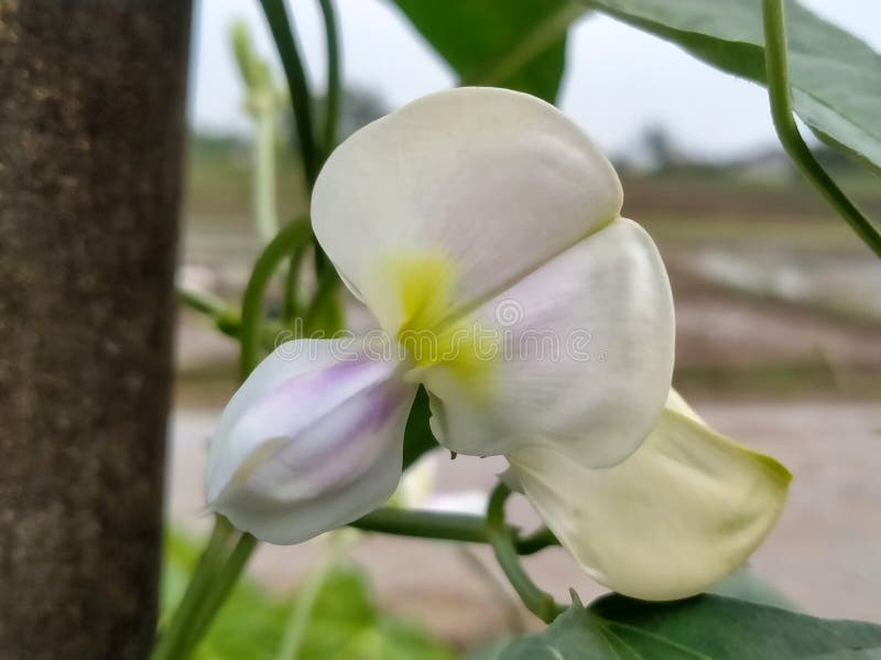 Long Bean Flower in the Garden Stock Image - Image of wildflower ...