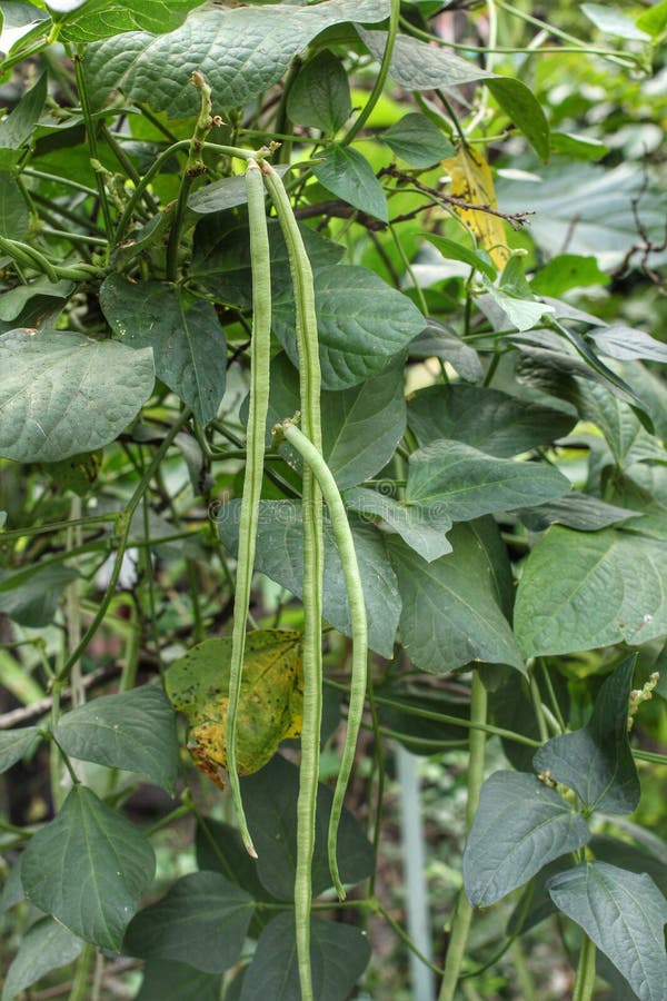 Long bean stock image. Image of fresh, food, meal, agriculture - 36223007