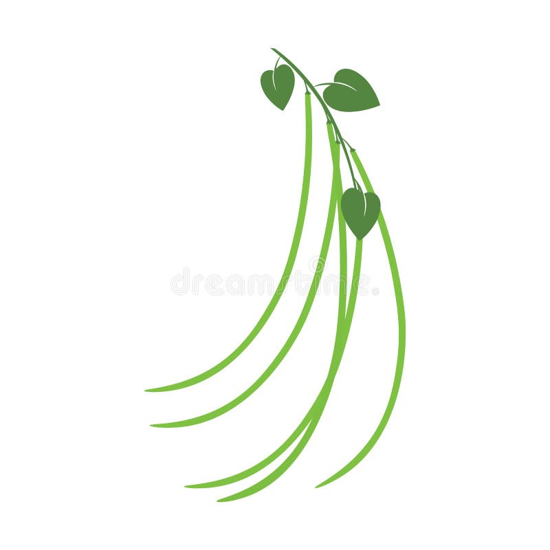 Long Bean Icon Template Illustration Stock Vector - Illustration of ...