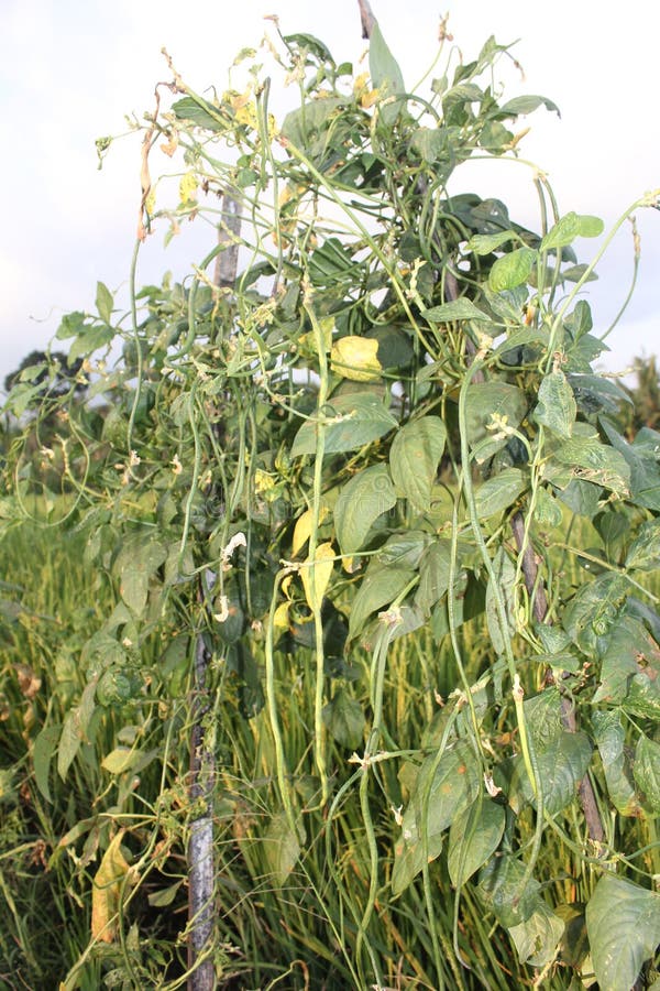 Long Bean in Indonesian Ricefield Stock Photo - Image of crop, branch ...