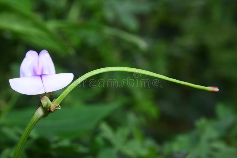 Long bean plant flower stock image. Image of bloom, garden - 54569697