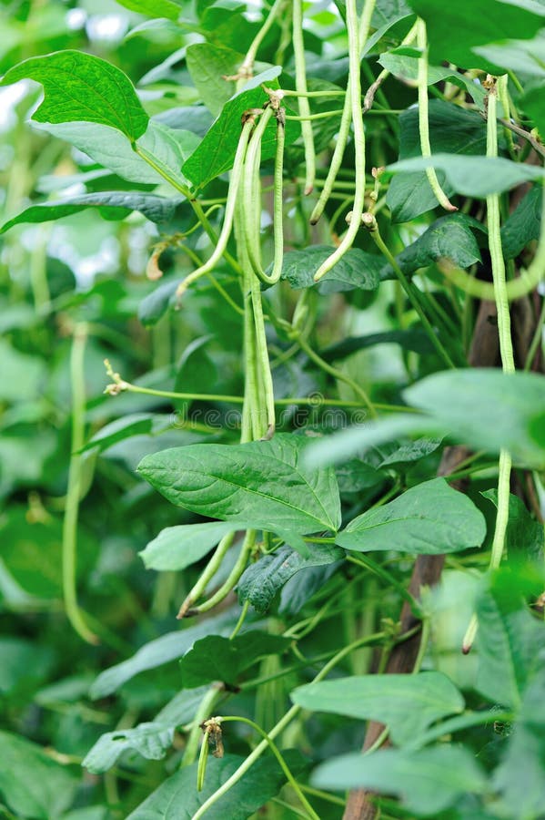 Long bean plants in growth stock image. Image of bean - 94222851