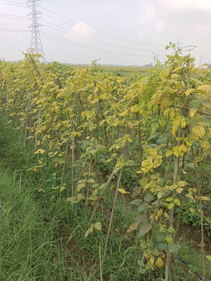 Long Bean Plants Turn Yellow Due To Lack of Water Stock Image - Image ...