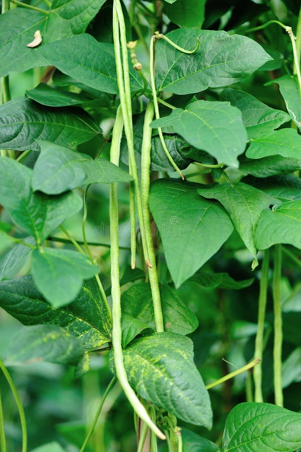 Long bean plants in growth stock image. Image of vine - 93961285