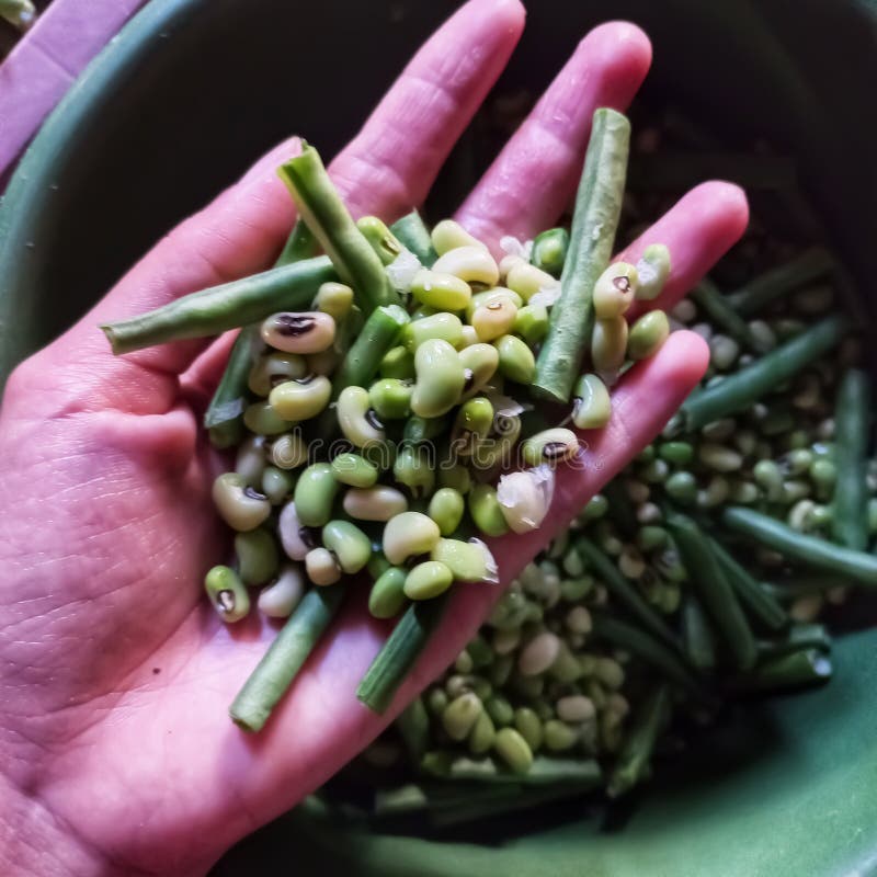 Long bean seeds stock image. Image of long, vitamin - 266590241