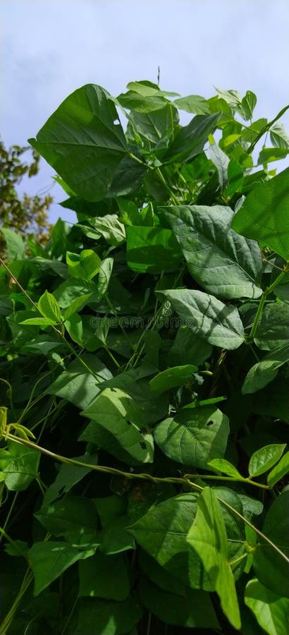 Long Bean Tree with Green Leaves Stock Image - Image of leav, tree ...
