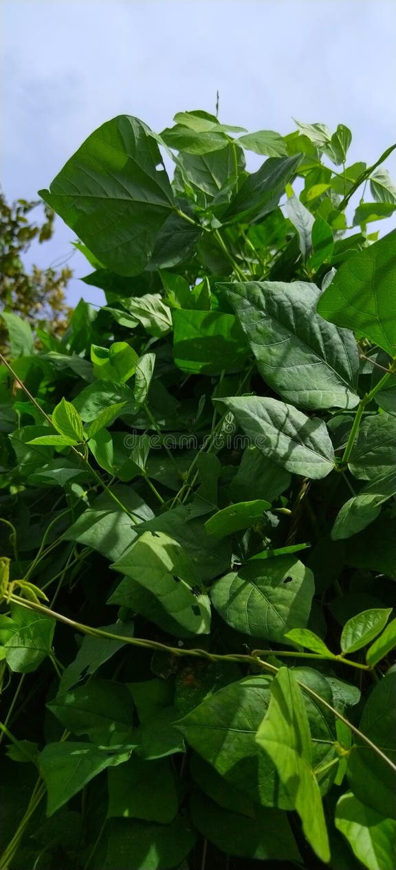 Long Bean Tree with Green Leaves Stock Image - Image of leav, tree ...