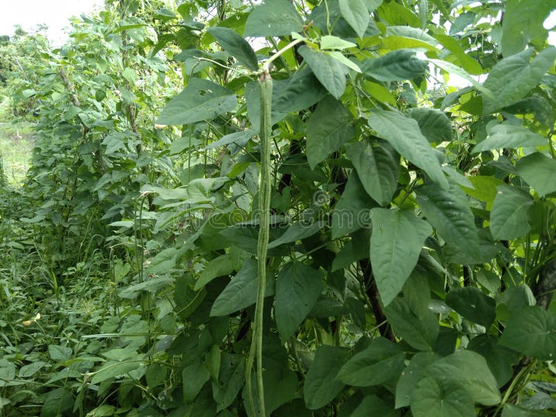 716 Long Bean Tree Stock Photos - Free & Royalty-Free Stock Photos from ...