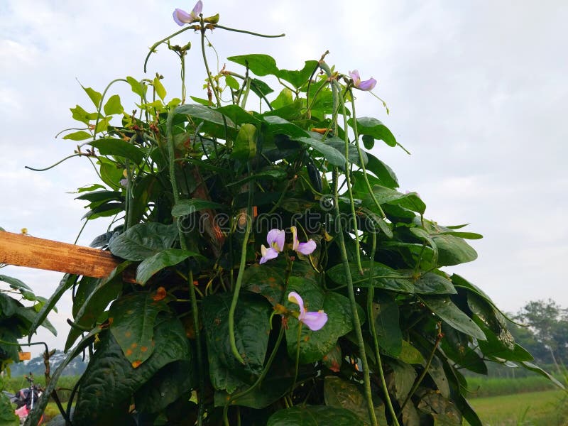 Long Bean Tree in the Middle of the Rice Fields Stock Photo - Image of ...