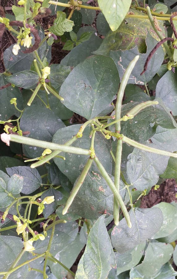 Long Bean Tree with Bean Stalks and Flowers Stock Image - Image of bean ...