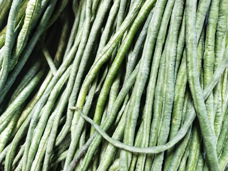 Long bean vegetable stock photo. Image of vitamin, grass - 263155054