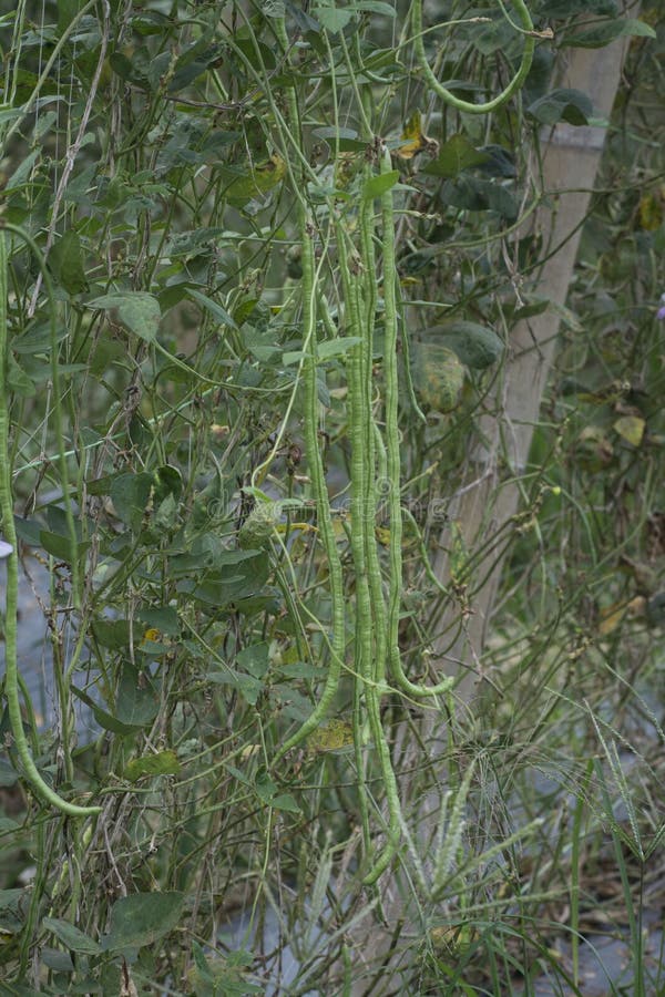 Long Bean Vegetable Hanging on the Stem Stock Photo - Image of foliage ...