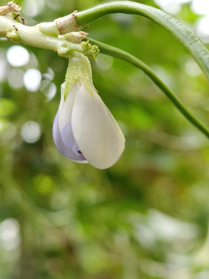 A Long Beans Flower Bud in the Farm Stock Photo - Image of isolated ...