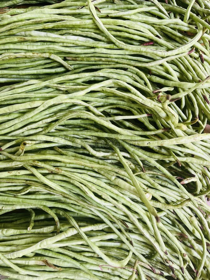 Bunch of Long beans stock image. Image of concept, chinese - 260712163