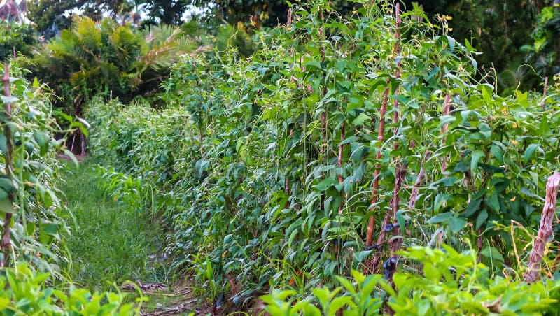 Long Bean Vegetable Garden Cultivated by Local Farmers. Stock Image ...