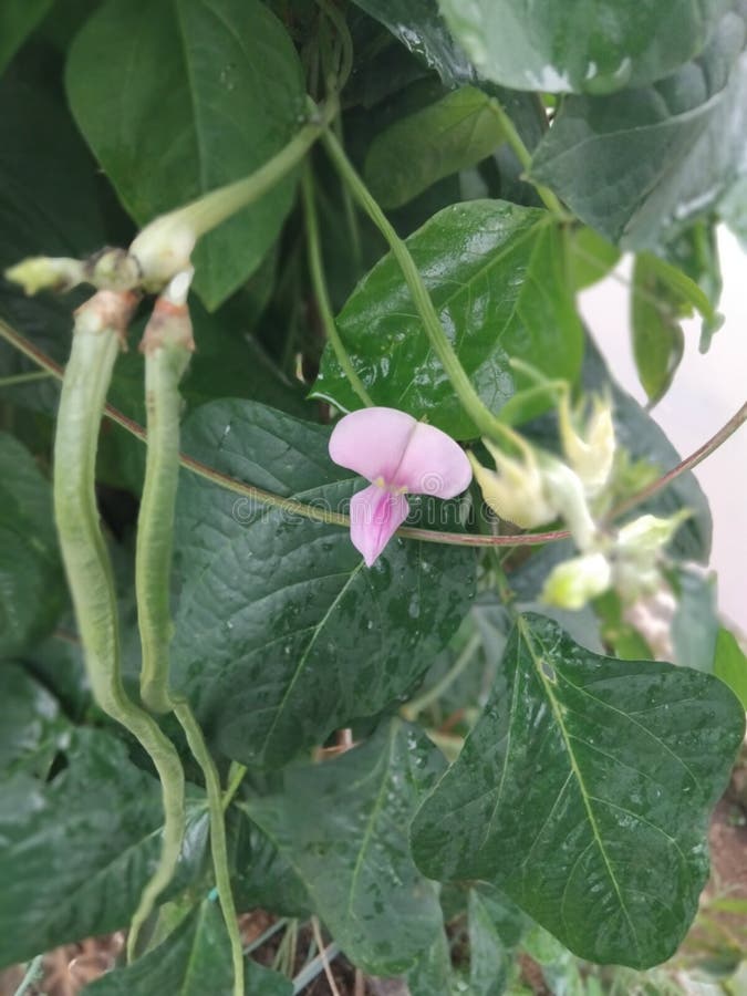 Long Beans Plant Snake Beans Flower Stock Image - Image of tropical ...