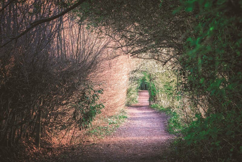 Long forestry path stock image. Image of tree, long - 203792077