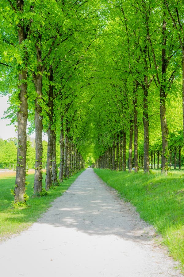 Long Beautiful Path in the Forest Stock Photo - Image of plant, munich ...