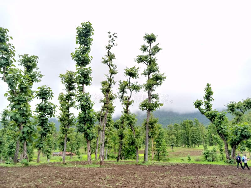 Long Beautiful Trees Dancing in Sunlight Stock Image - Image of ...