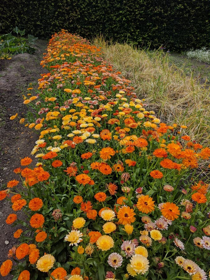 Calendula stock photo. Image of orange, garden, calendula - 103424030