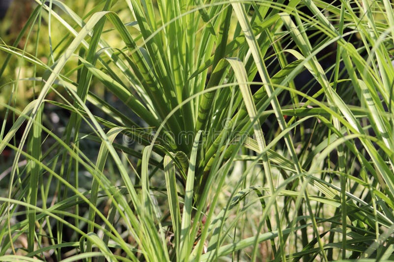 Long Big Grass Closeup with Green Background Stock Image - Image of ...