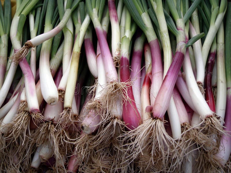 Long Big Organic Green Onions Stock Photo - Image of odor, vegetable ...