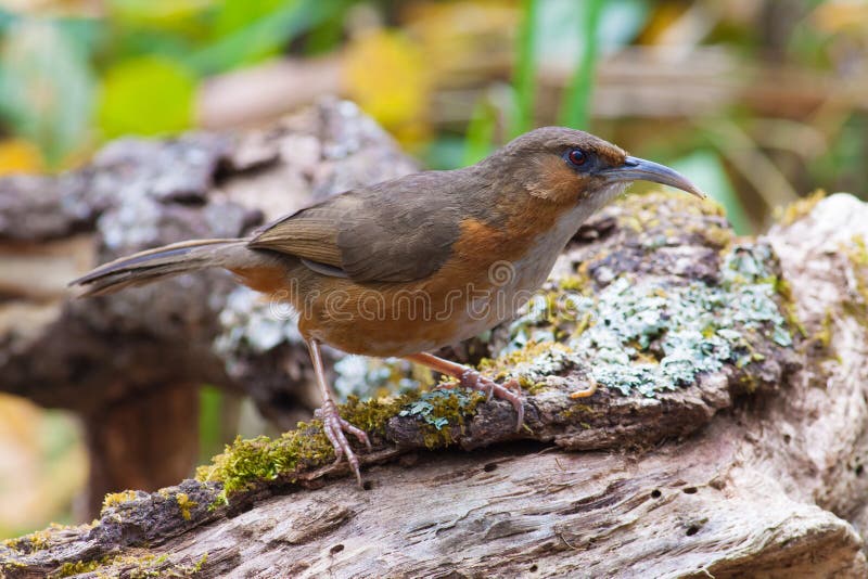 The Long Bill Bird on Timber Stock Photo - Image of bill, wing: 69349526