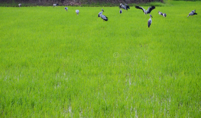 Long-billed Bird in the Green Rice Field the Concept of Pest Control ...