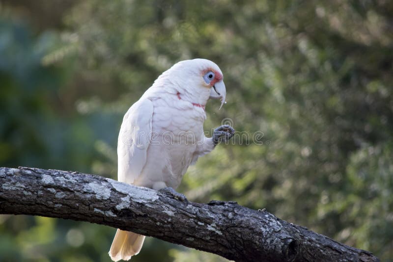 A Long Billed Corella Eating Stock Photo - Image of beak, parrot: 153512564