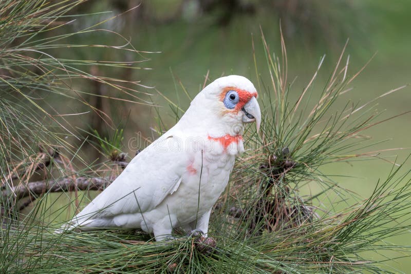 Long-billed Corella stock image. Image of tree, australia - 190395067