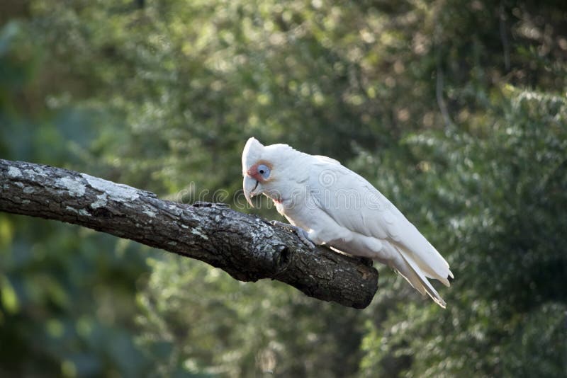 Long billed corella stock photo. Image of beak, surround - 122459500