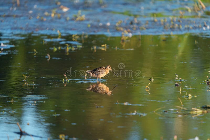 Long-billed Dowitcher Feeding at Marsh Swamp Stock Photo - Image of ...