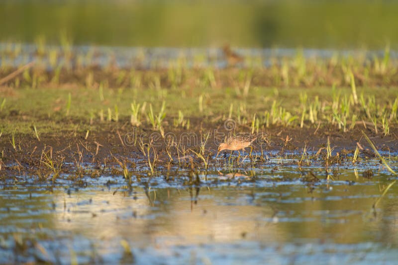 Long-billed Dowitcher Feeding at Seaside Beach Stock Photo - Image of ...
