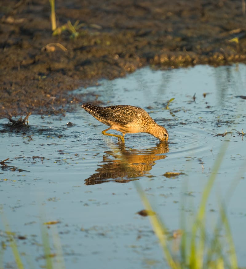 Long-billed Dowitcher Feeding at Seaside Beach Stock Photo - Image of ...