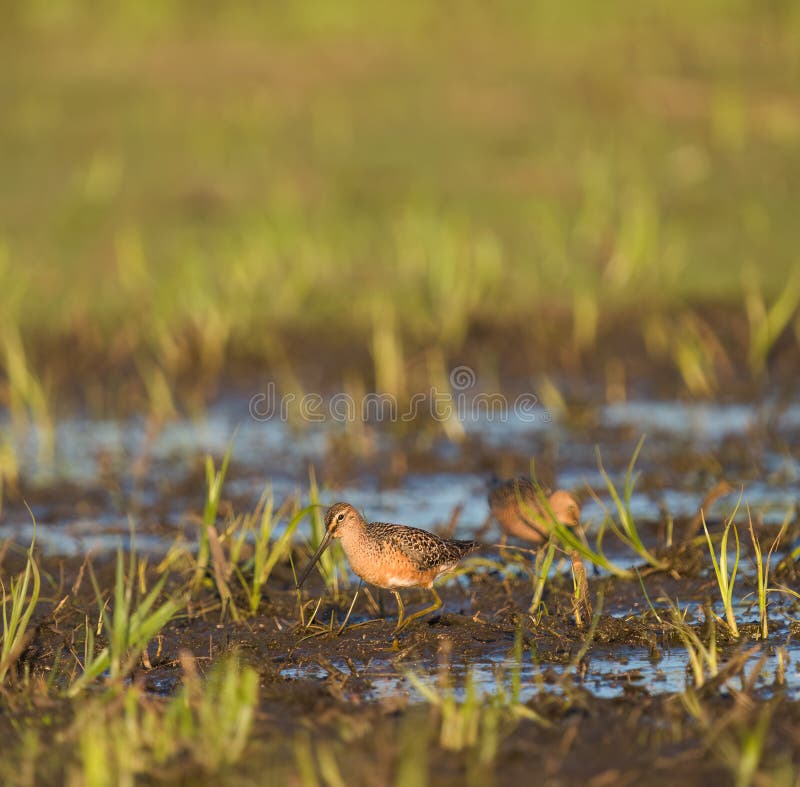 Long-billed Dowitcher Feeding at Seaside Beach Stock Photo - Image of ...