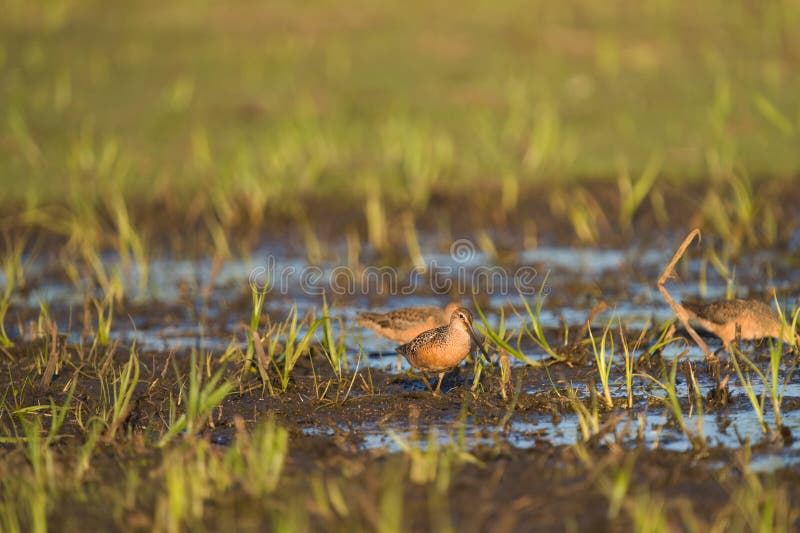 Long-billed Dowitcher Feeding at Seaside Beach Stock Photo - Image of ...