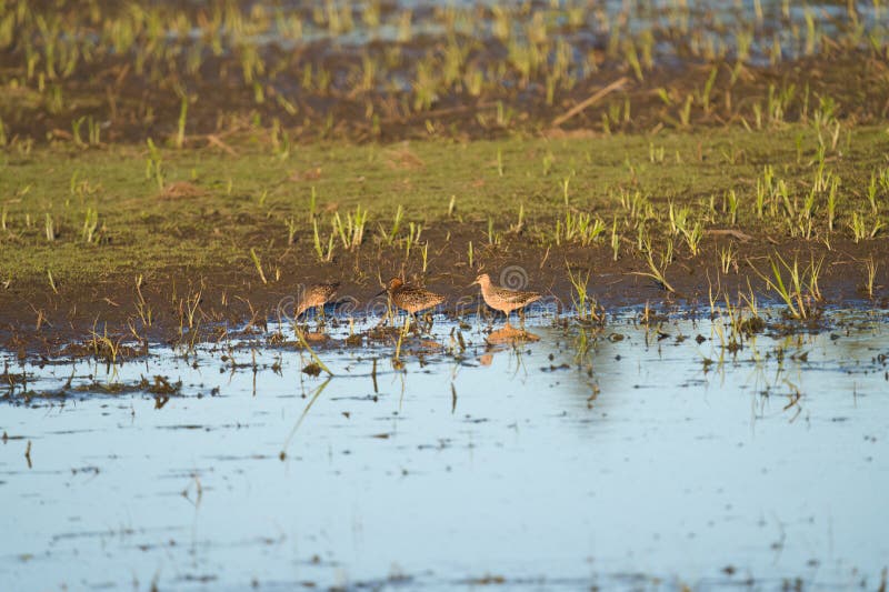 Long-billed Dowitcher Feeding at Seaside Beach Stock Photo - Image of ...