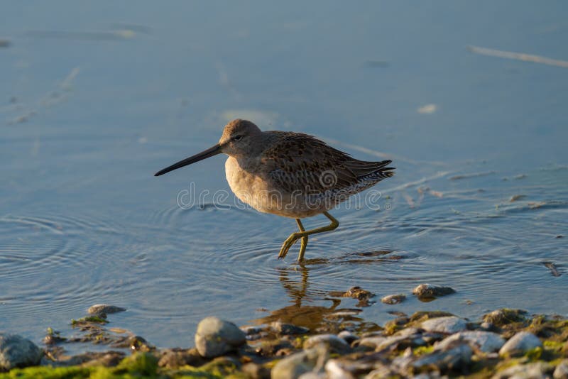 Long-billed Dowitcher Feeding at Seaside Beach Stock Image - Image of ...