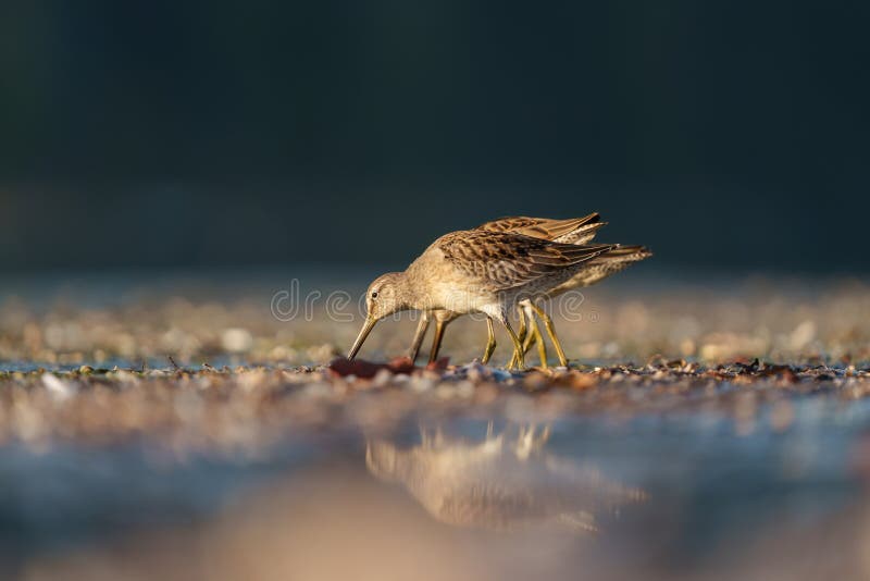 Long-billed Dowitcher Feeding at Seaside Beach Stock Image - Image of ...
