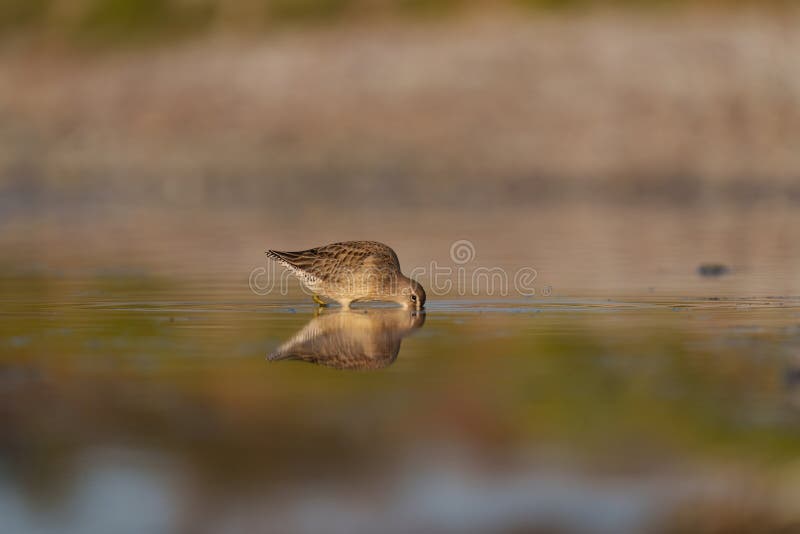 Long-billed Dowitcher Feeding at Seaside Beach Stock Photo - Image of ...