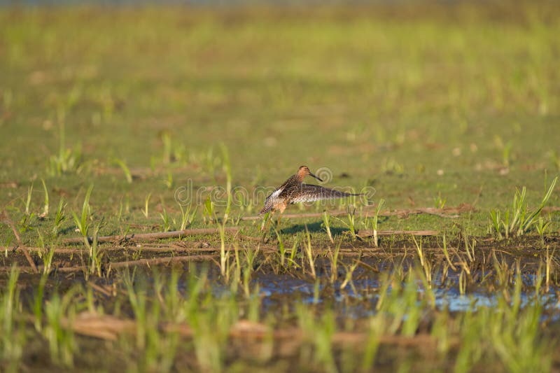 Long-billed Dowitcher Feeding at Seaside Beach Stock Photo - Image of ...