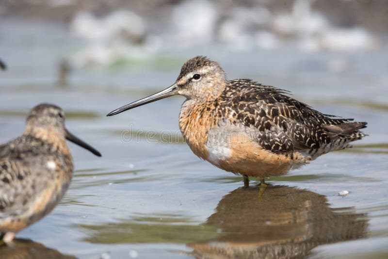 Long billed dowitcher stock image. Image of scolopacidae - 125403791